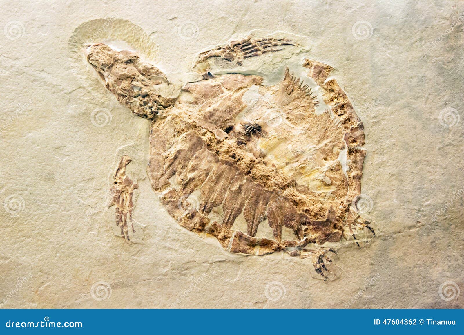 Fossiel van een schildpad stock foto. Afbeelding bestaande uit fossiel ...