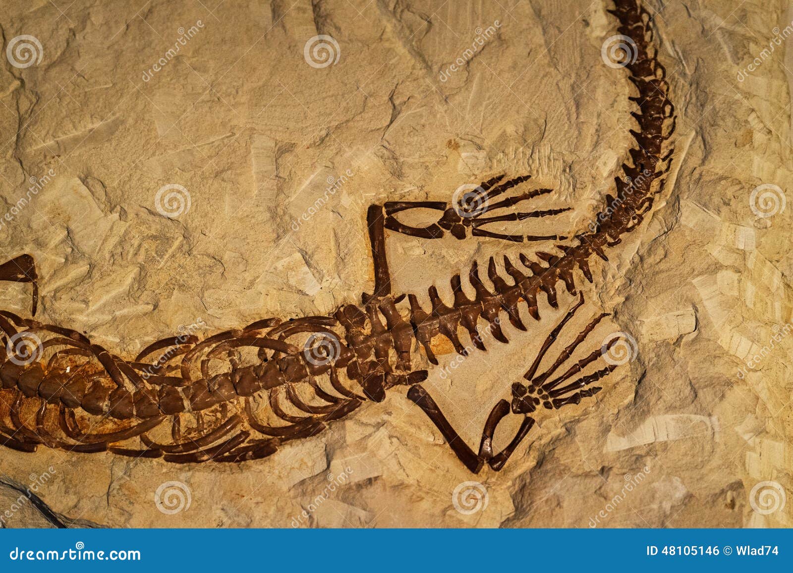 Fossiel Van Oud Reptiel in Rots Stock Foto - Image of fossiel, hagedis ...