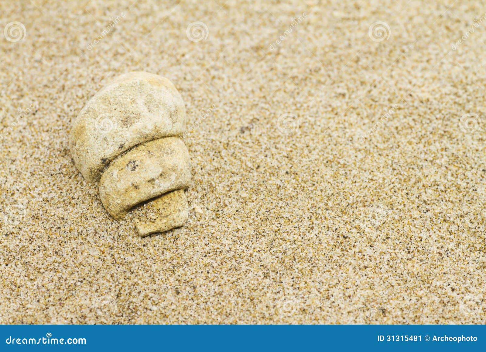 Fossiel weekdier stock afbeelding. Image of weekdier - 31315481