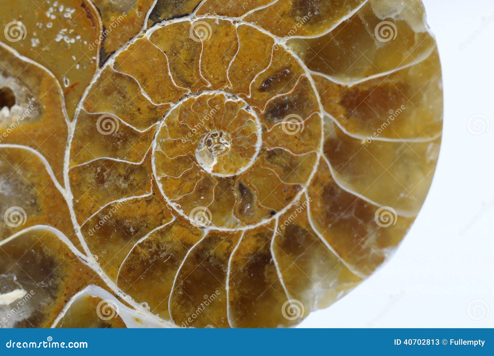 Fossiele ammoniet of slak stock afbeelding. Image of leven - 40702813