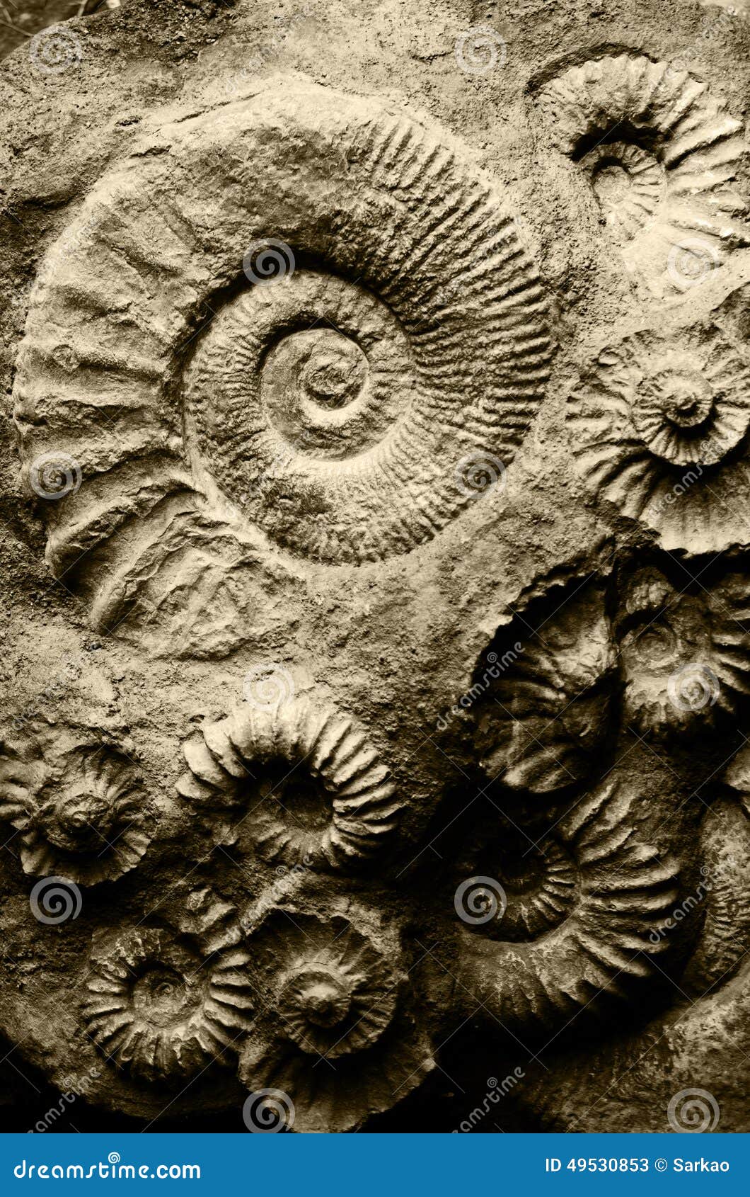 Fossiele ammonieten stock afbeelding. Image of archeologie - 49530853