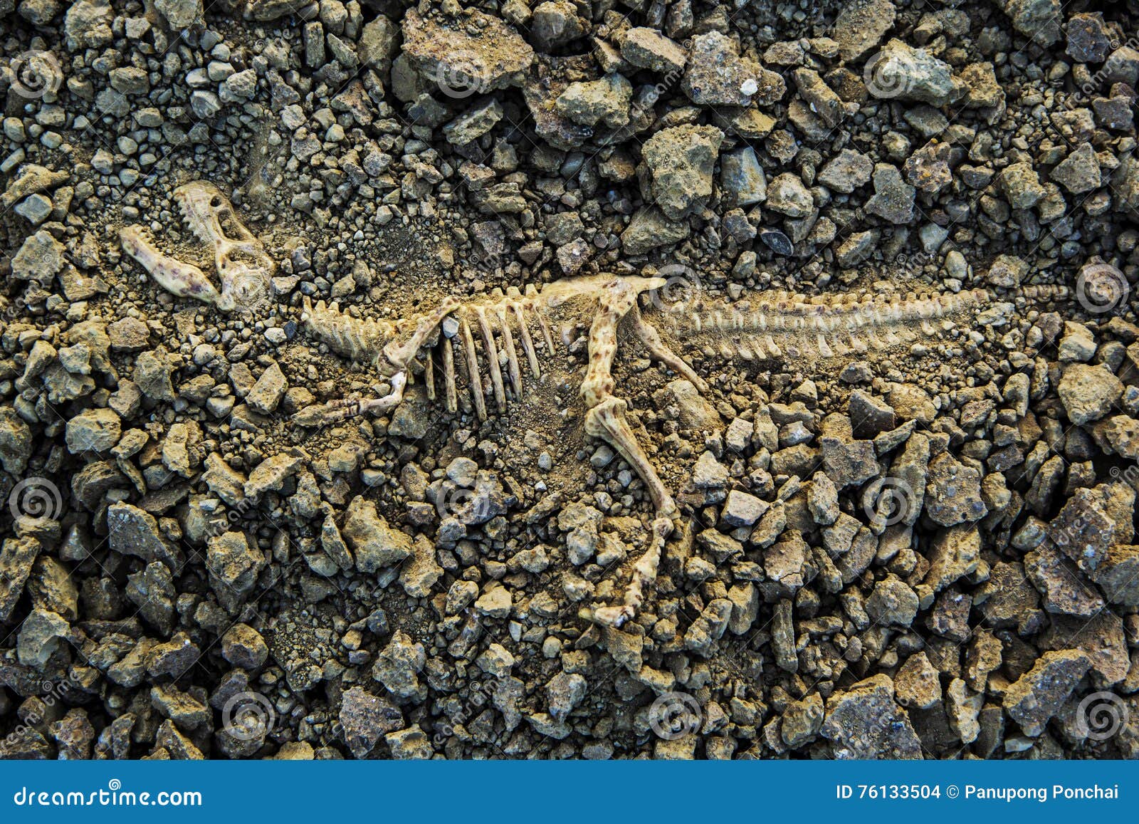 Fossiele dinosaurus stock foto. Image of evolutie, hevig - 76133504