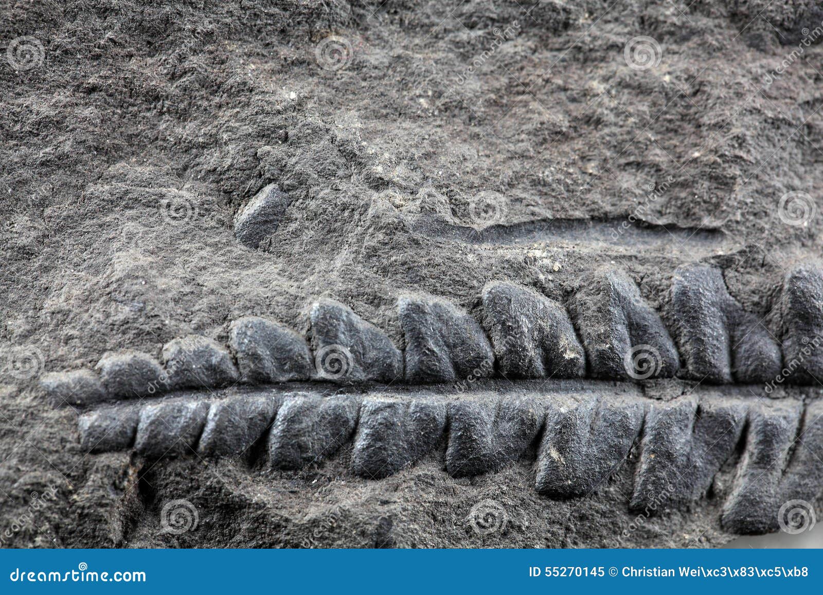 Fossiele Installatie stock afbeelding. Image of fossiel - 55270145