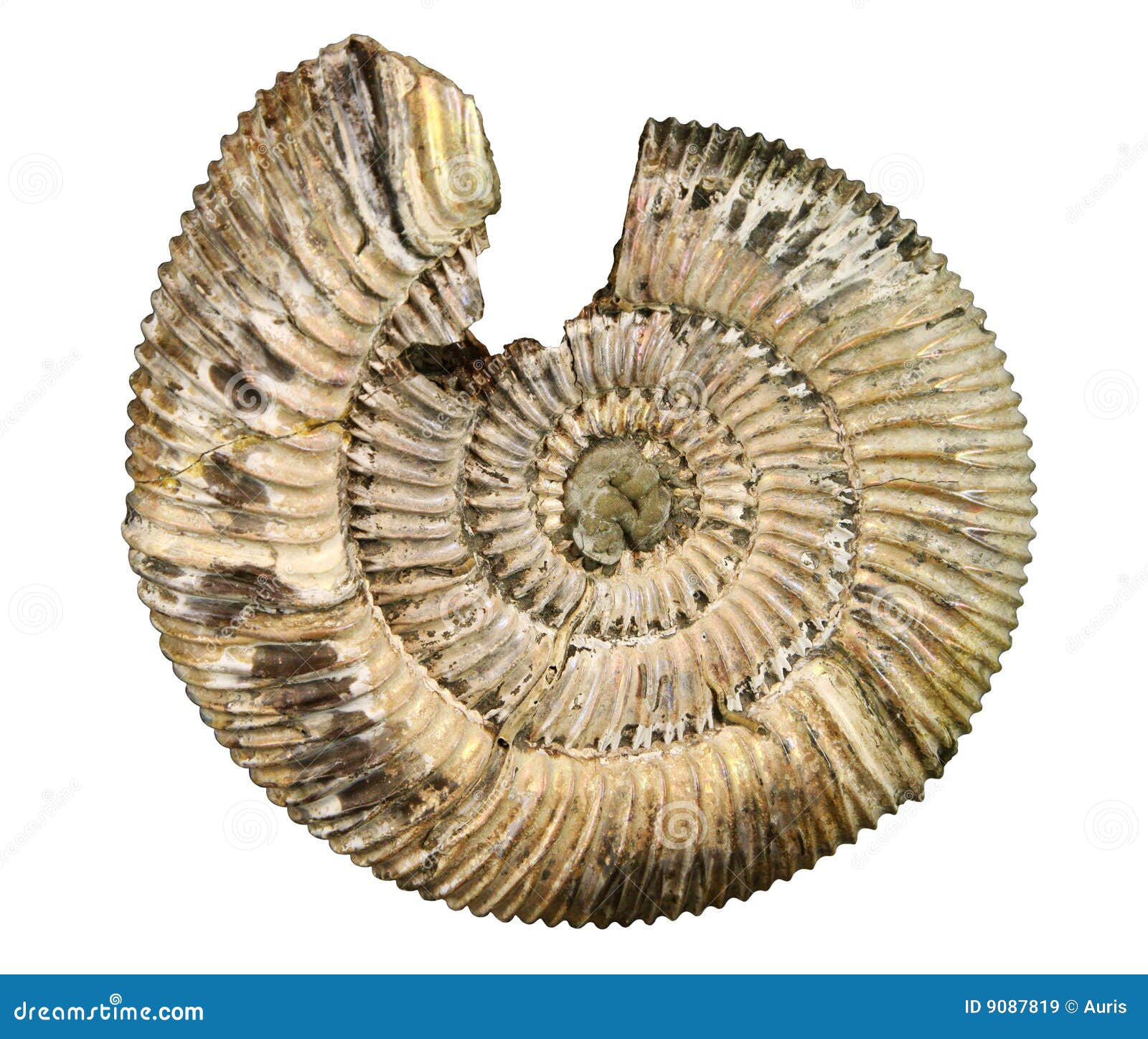 Fossiele overzeese shell stock afbeelding. Image of geïsoleerd - 9087819