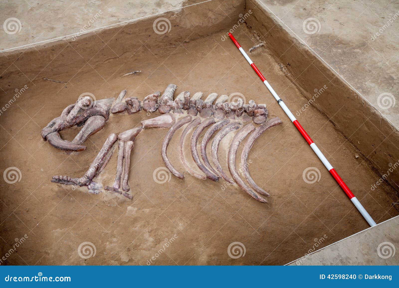 Fossiele tentoonstelling stock foto. Image of geschiedenis - 42598240