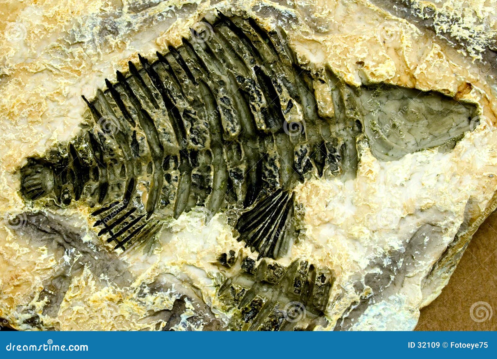 Fossiele vissen stock afbeelding. Image of steen, geologisch - 32109