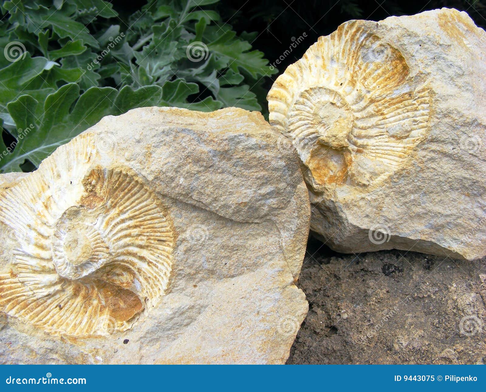 Fossiele weekdieren stock afbeelding. Image of overzees - 9443075