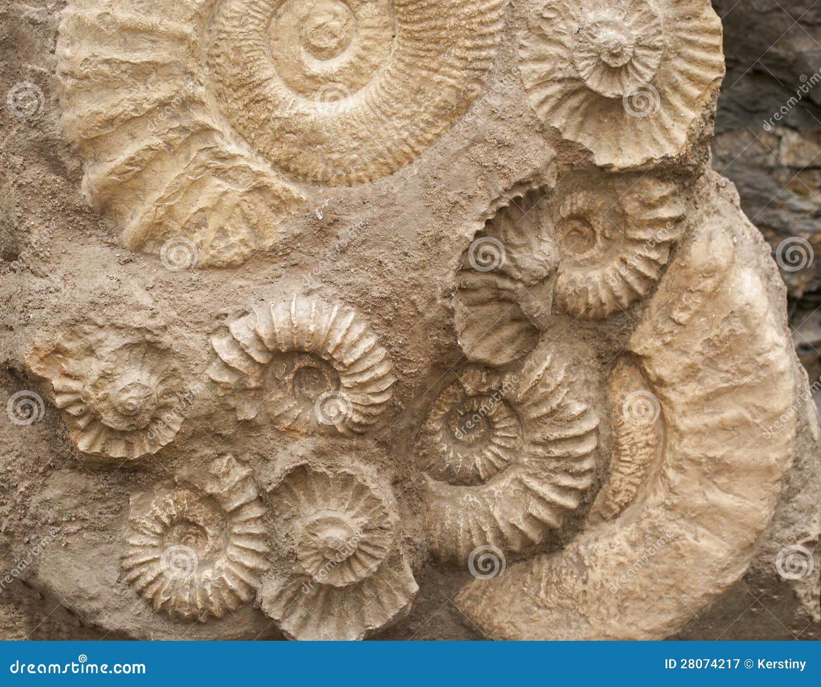 Fossielen stock afbeelding. Image of muur, ronde, schelp - 28074217