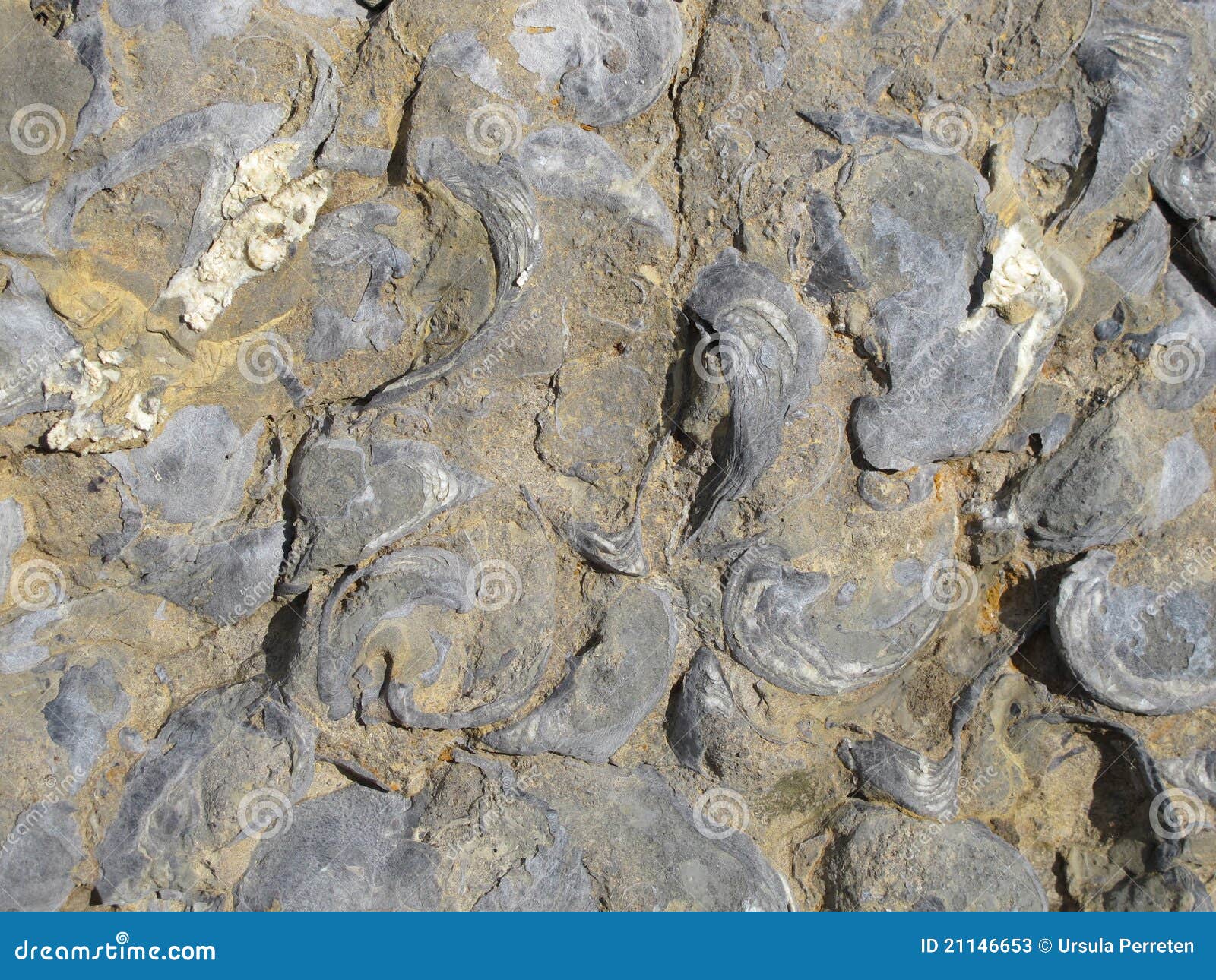 Fossielen in De Zwitsers-alpen Stock Afbeelding - Image of alpen ...