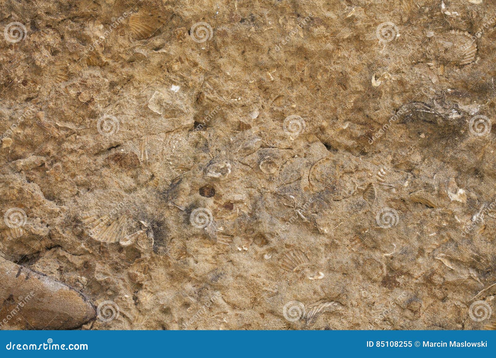 Fossielen in Steen Worden Weerspiegeld Die Stock Afbeelding - Image of ...