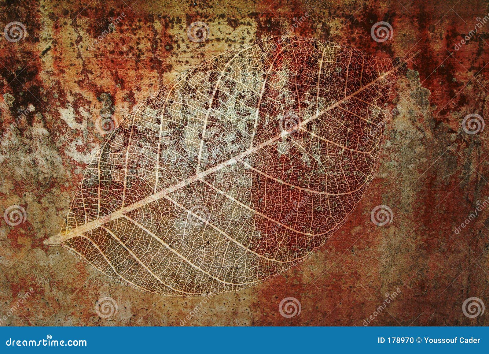 Fossil Leaf Stock Illustrations – 1,086 Fossil Leaf Stock Illustrations ...