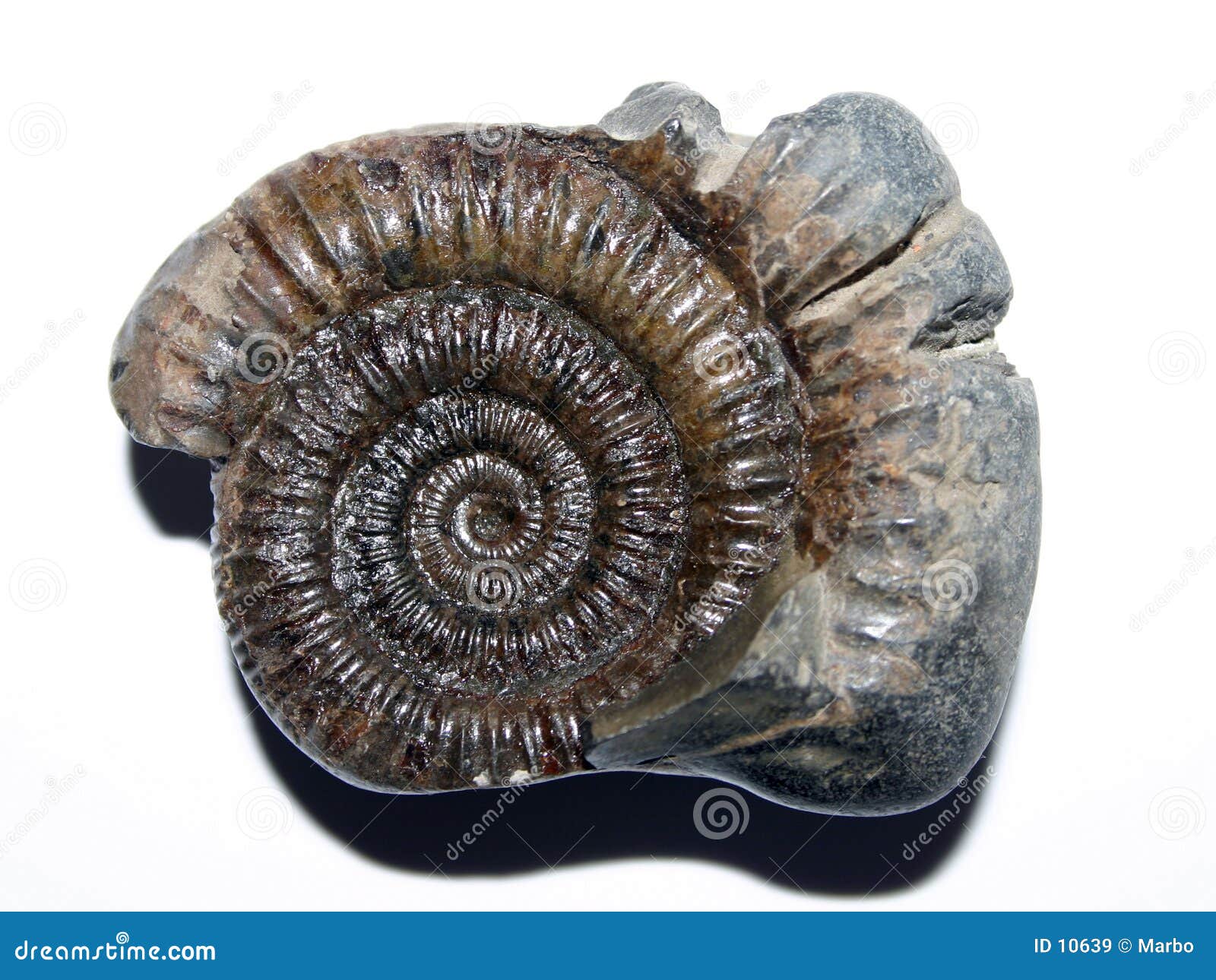 Fossil stock image. Image of ammonite, ancient, jurassic - 10639