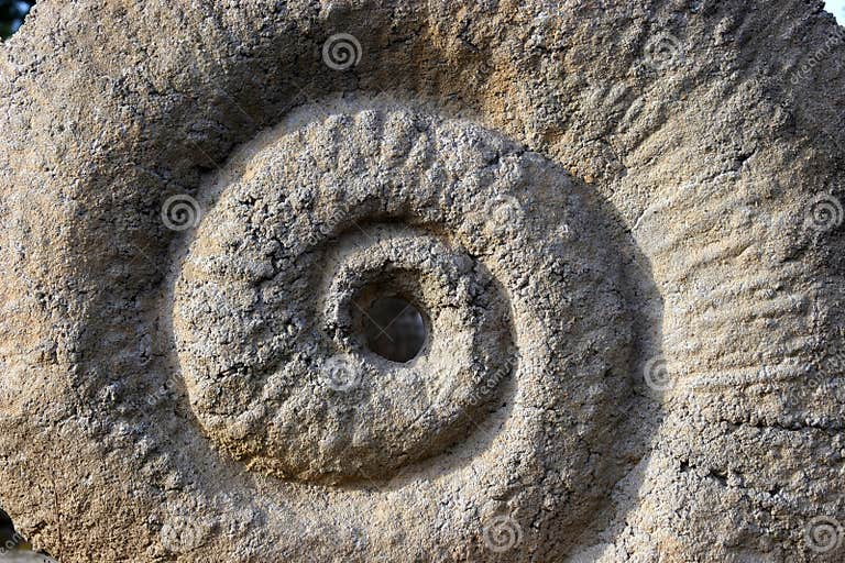 Fossil stock image. Image of fossil, loop, beach, fossilized - 1681961