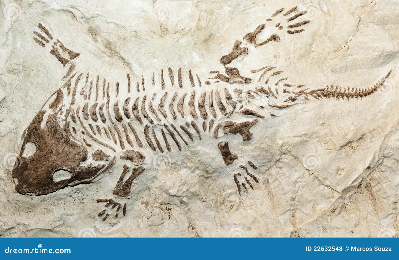 Fossil stock photo. Image of archeology, extinction, prehistoric - 22632548