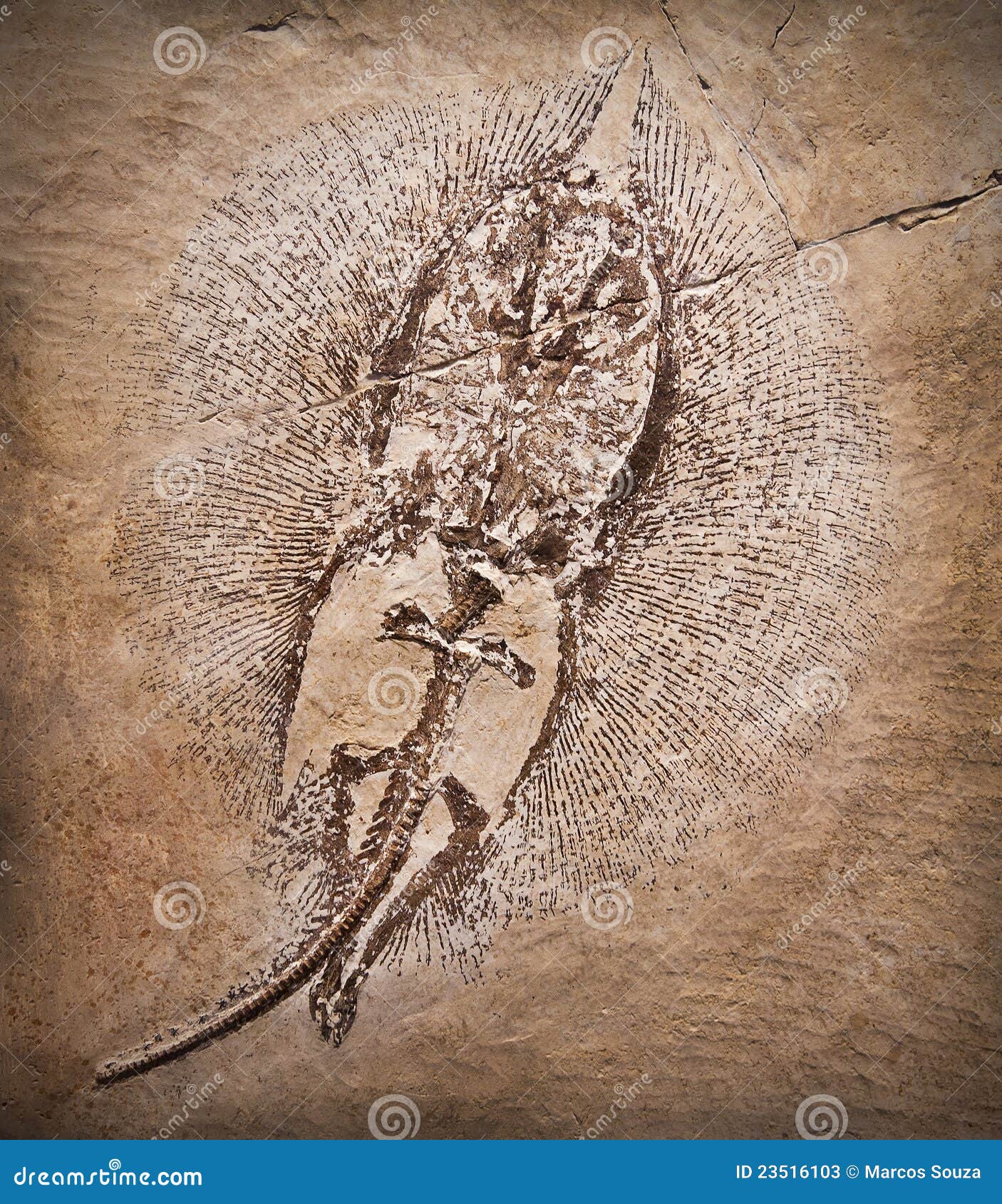 Fossil stock image. Image of paleolithic, prehistory - 23516103