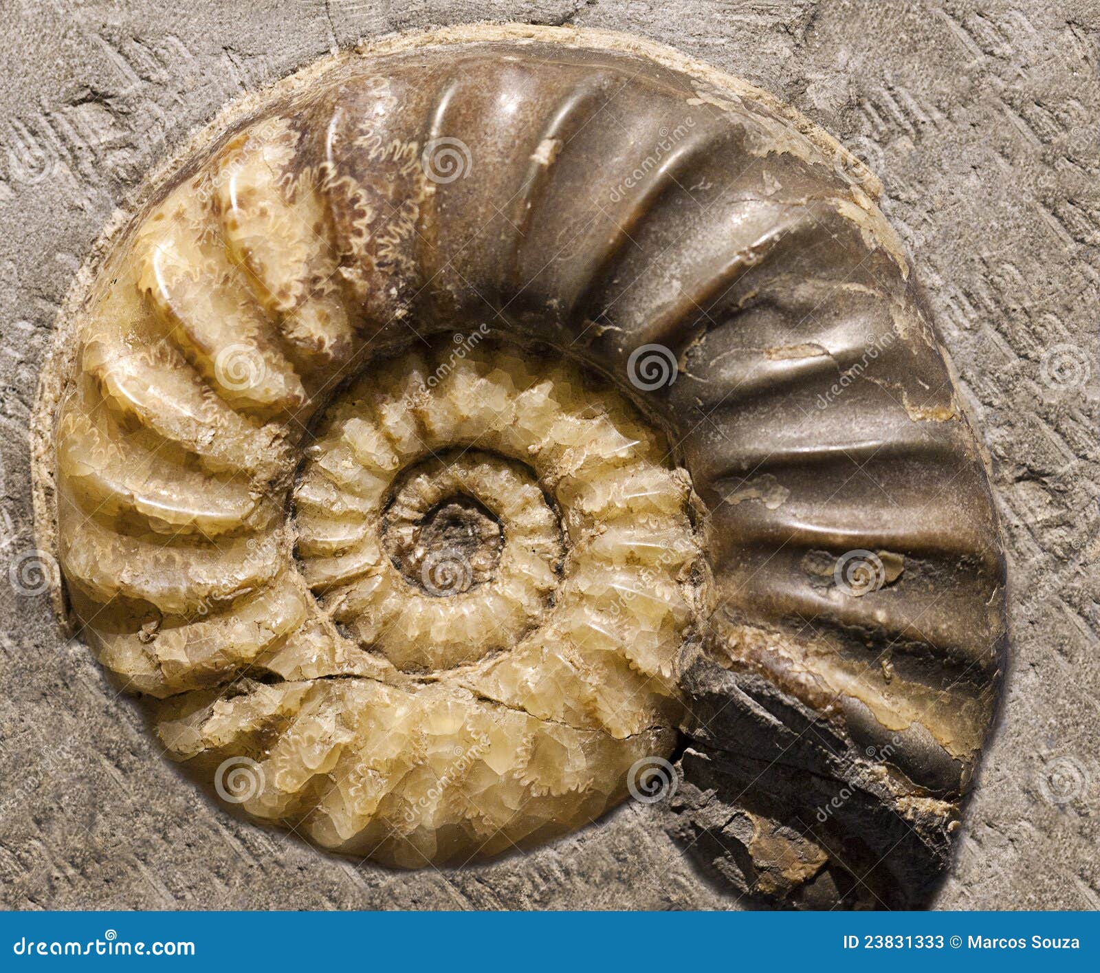 Fossil stock image. Image of bygone, geology, museum - 23831333