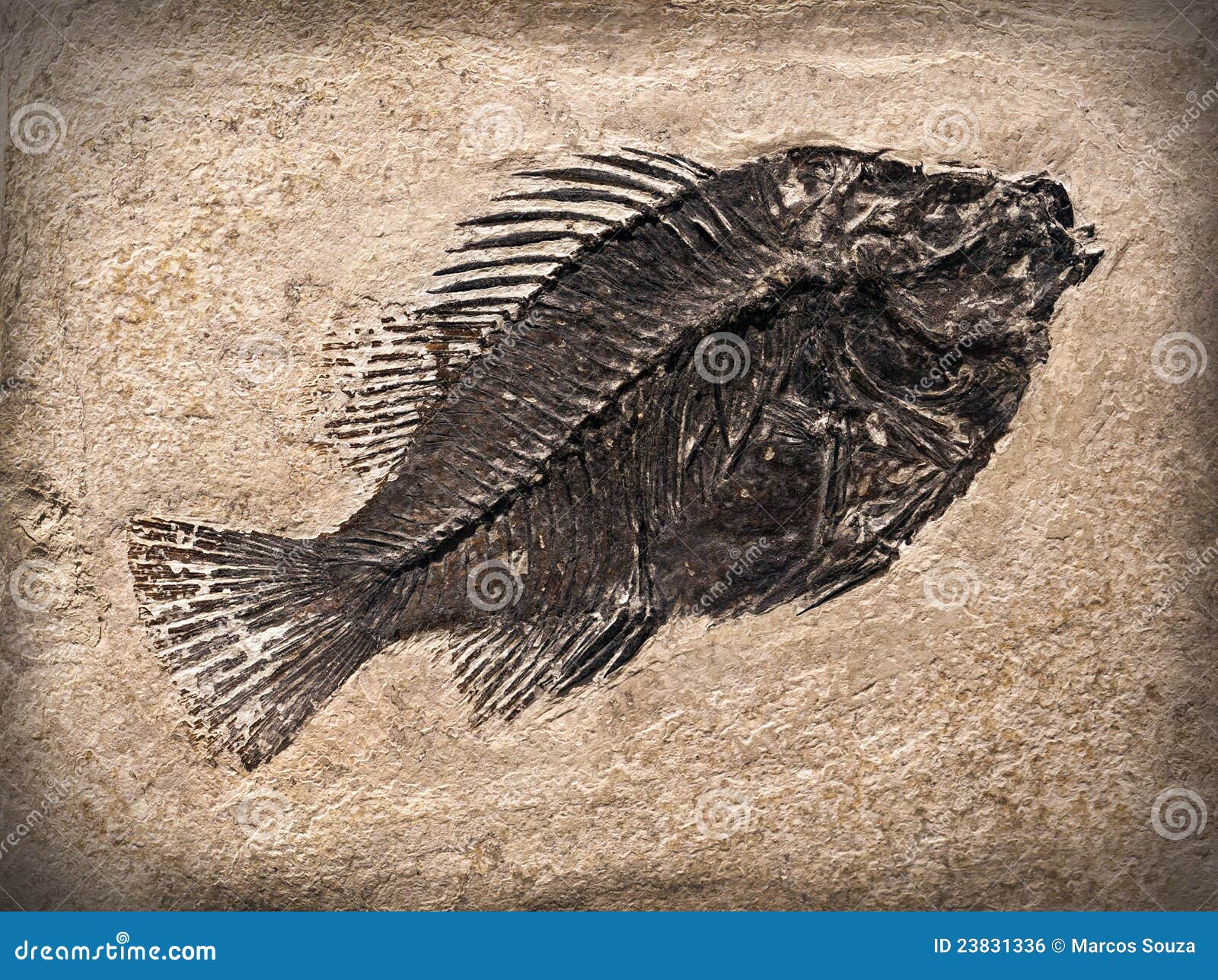 Fossil Relic Fish. Imprint On The Stone Stock Photo | CartoonDealer.com ...
