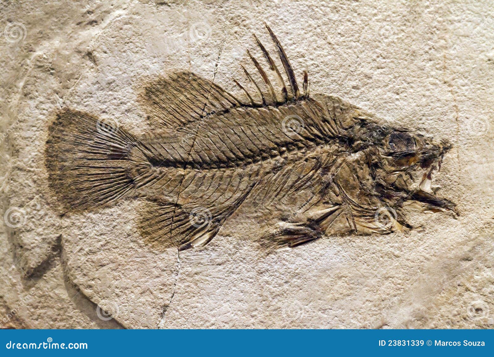 Fossil Relic Fish. Imprint On The Stone Stock Photo | CartoonDealer.com ...