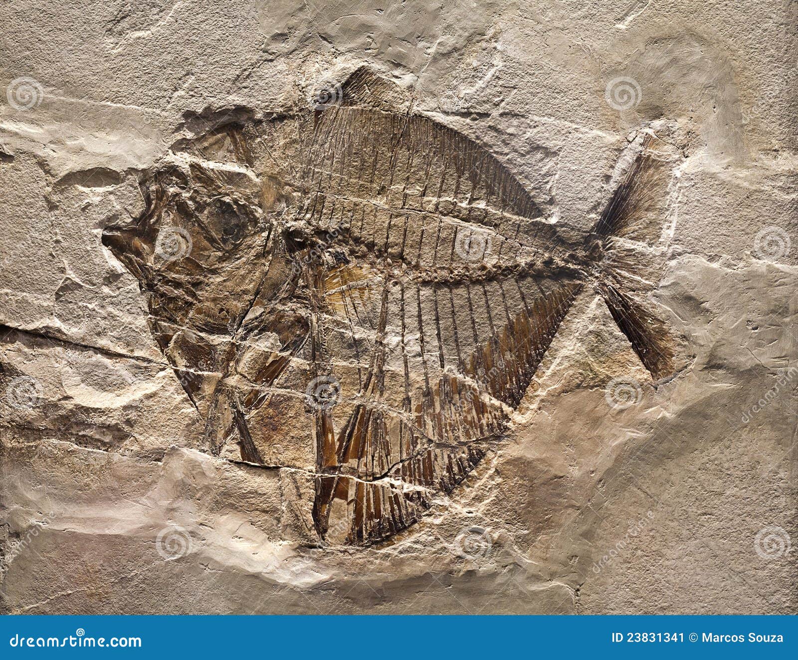 Fossil stock image. Image of ancestor, carbon, bygone - 23831341