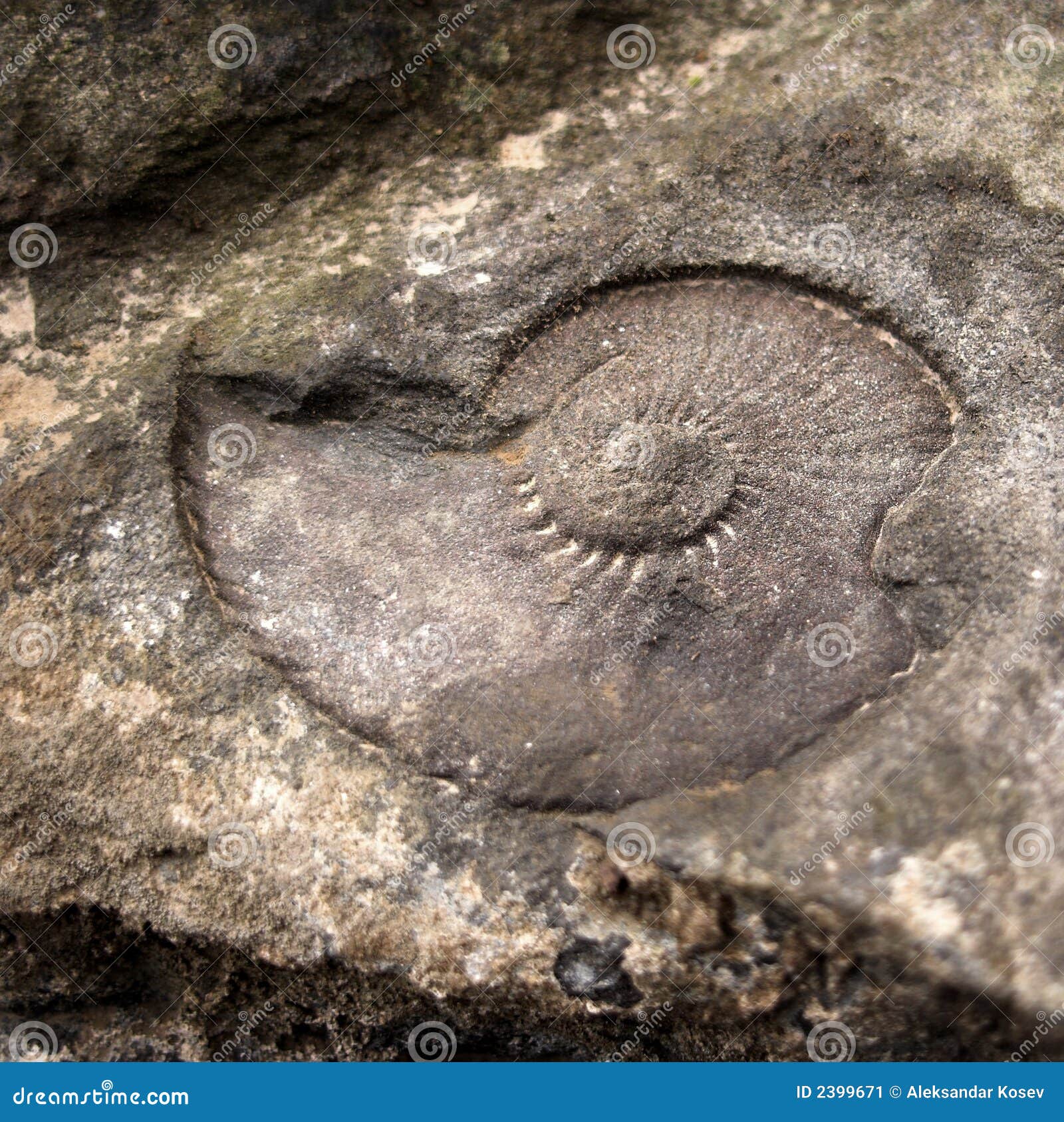 Fossil stock image. Image of mixture, beautiful, background - 2399671