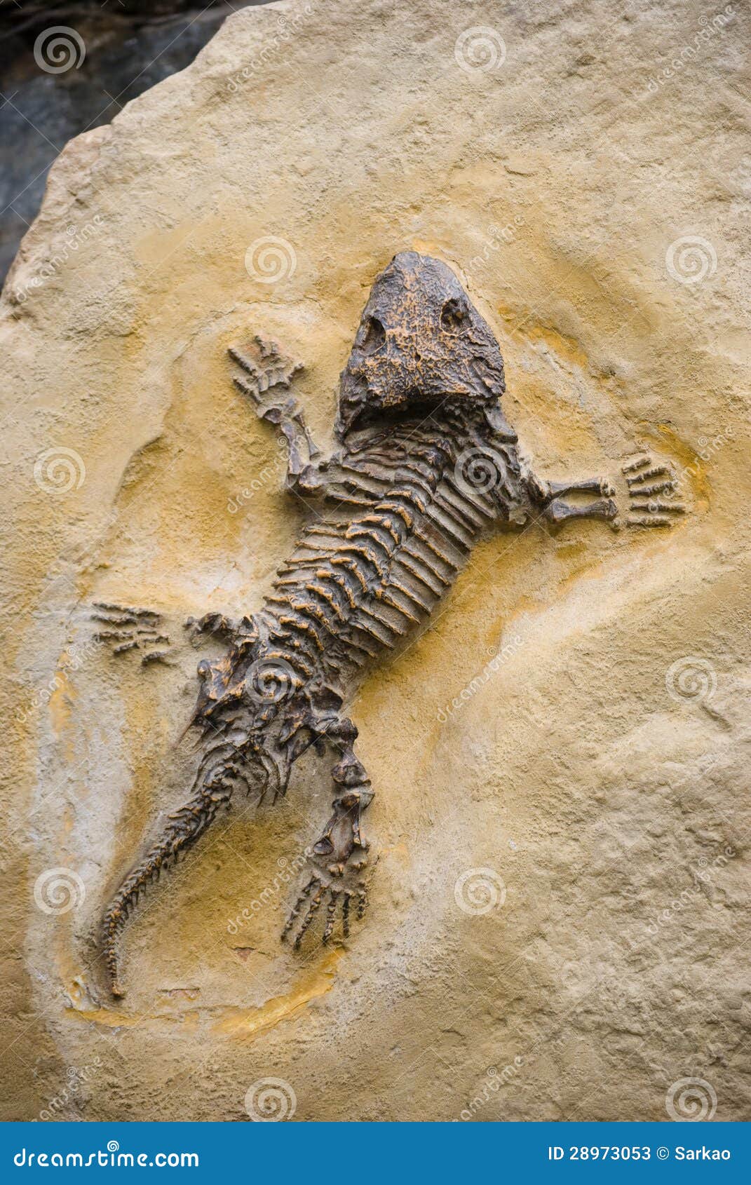 Fossil Lizard Jewel Stock Photography | CartoonDealer.com #84700610