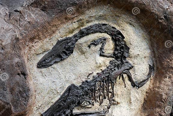 Fossil stock photo. Image of fossil, discovery, science - 3233572