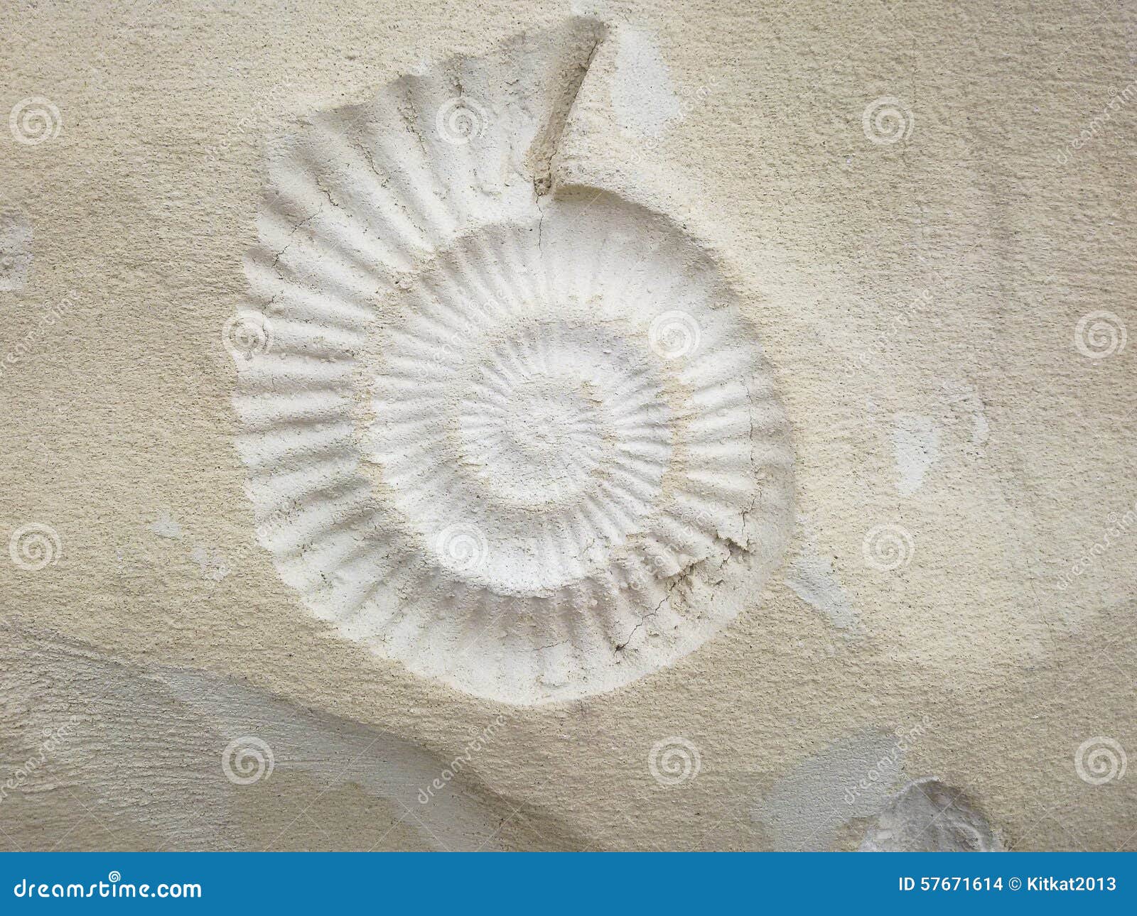 Fossil Imprint Of Rhamphorhynchus, A Flying Pterosaur From The Jurassic ...