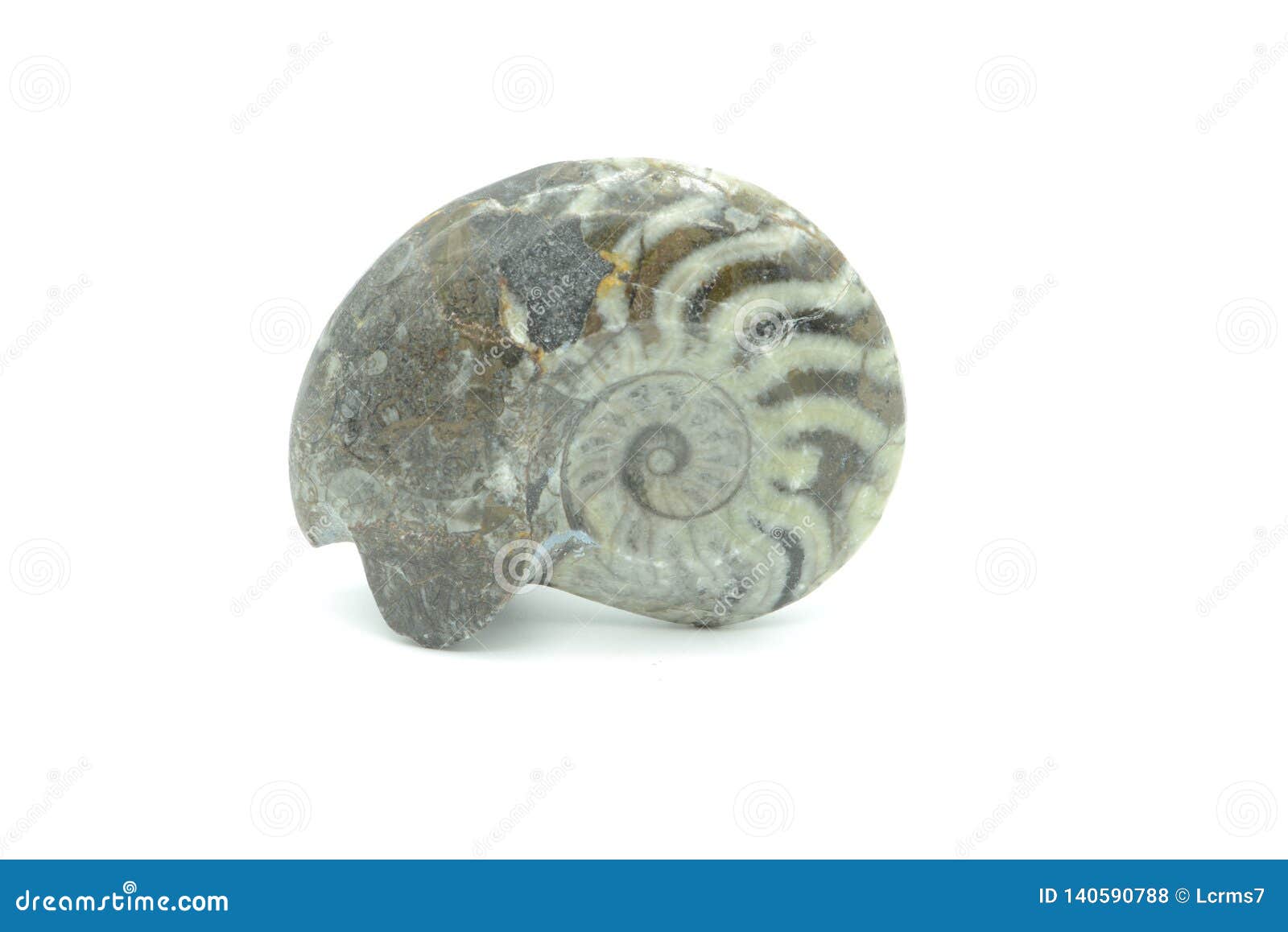 Ammonite And Nautilus Shells Royalty-Free Stock Photo | CartoonDealer ...