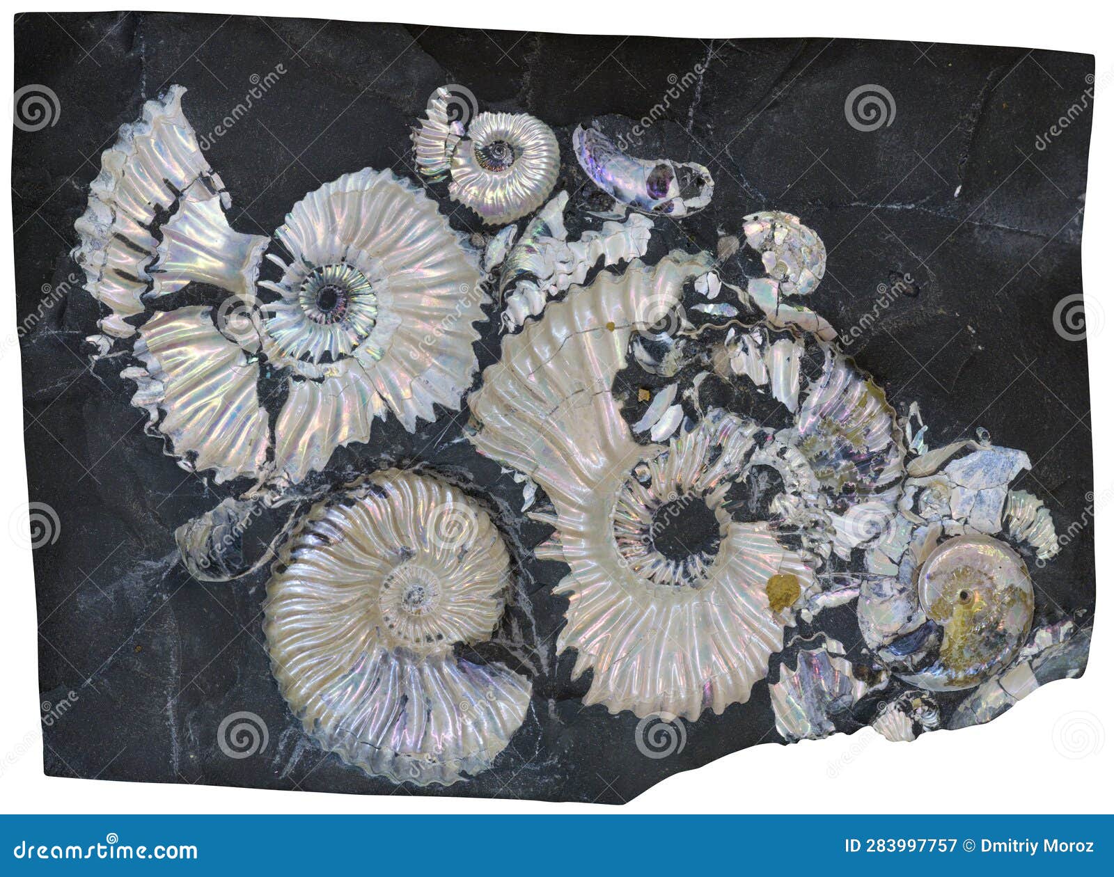 Fossil Ammonite in the Rock Stock Image - Image of nacre, paleontology ...