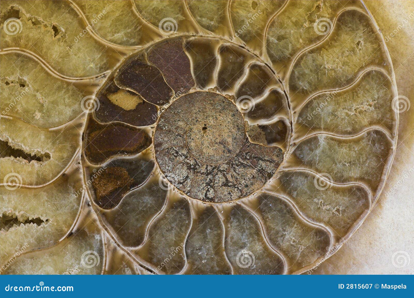 Fossil ammonite shell stock image. Image of glossy, ocean - 2815607