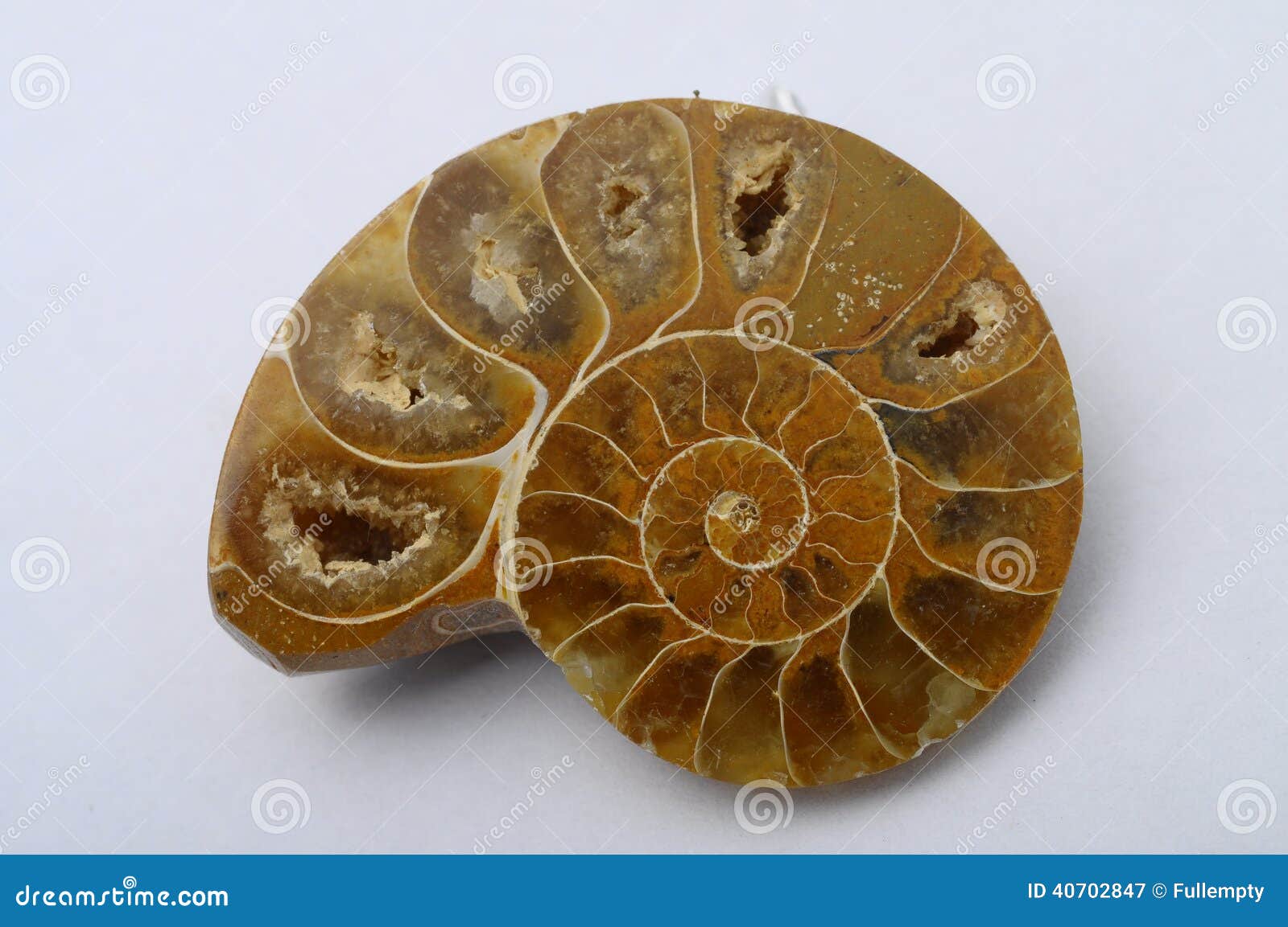 Fossil ammonite or snail stock image. Image of stone - 40702847