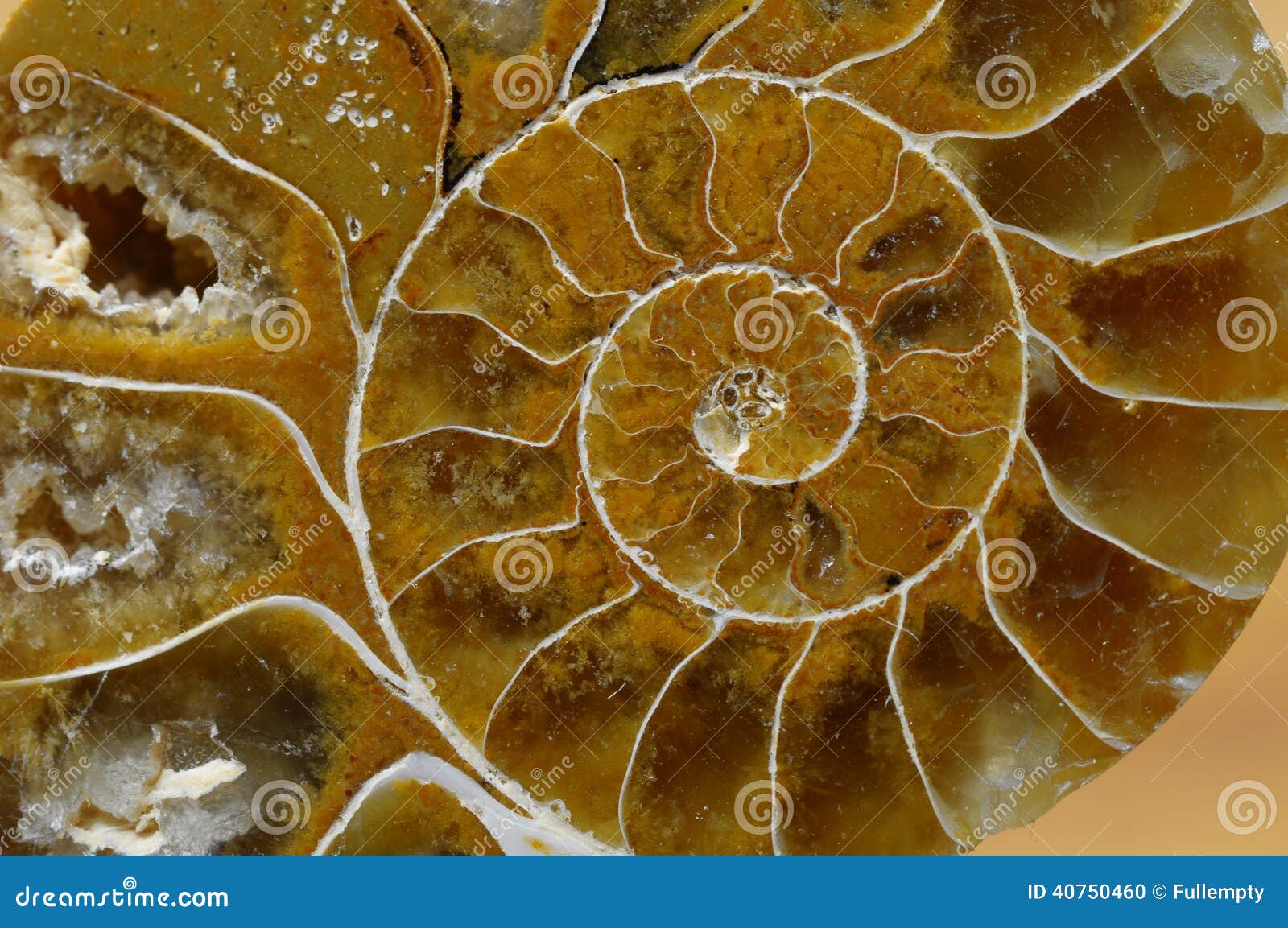 Fossil ammonite or snail stock photo. Image of close - 40750460