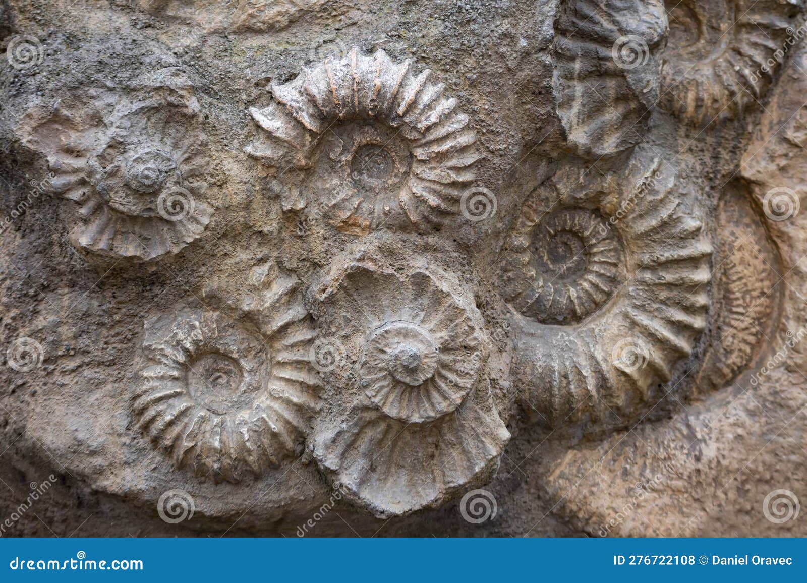 Paleontology In Stone. Polished Terracotta Marble Contains Fossils Of ...