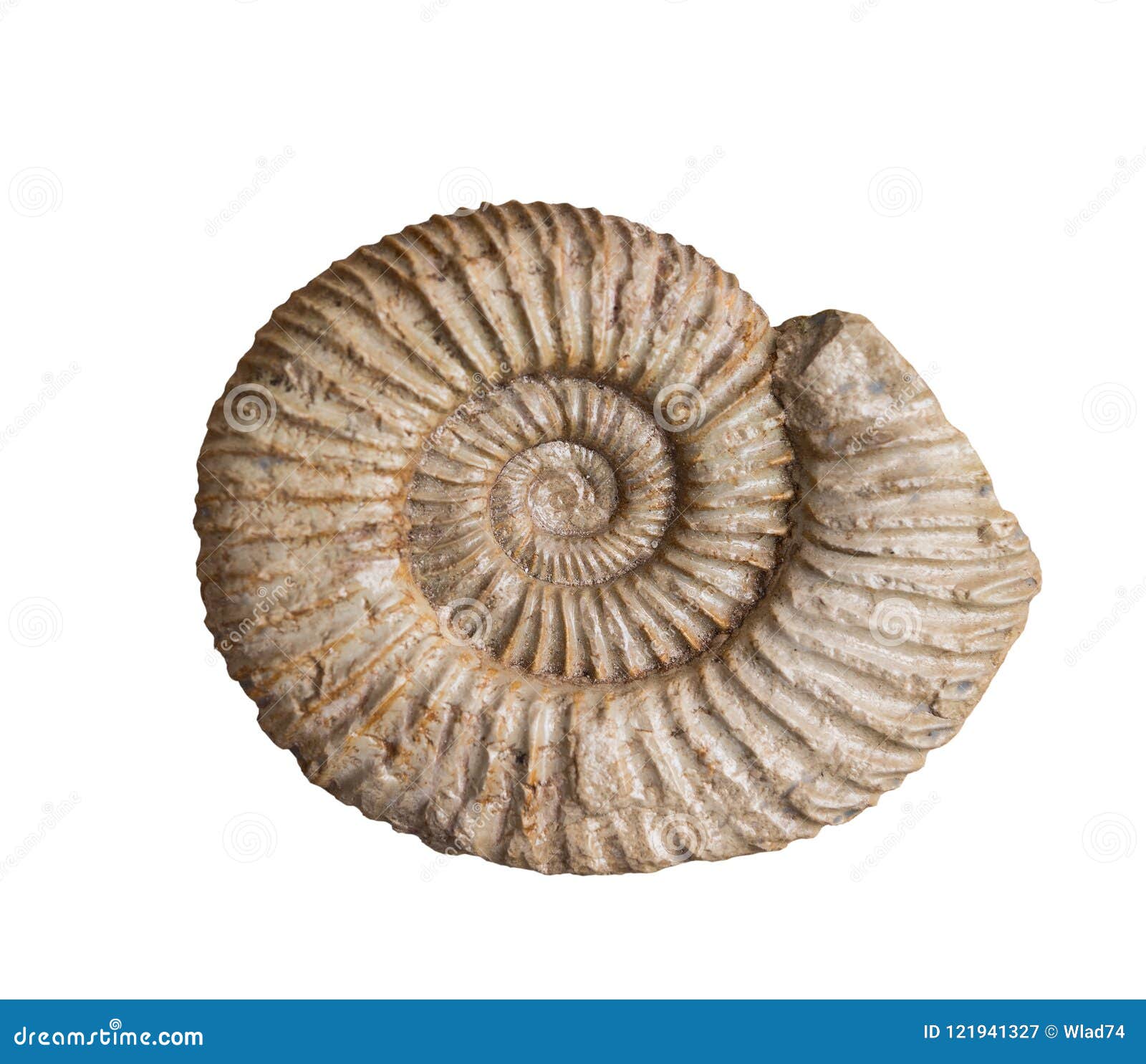 Ammonite Fossil Texture Royalty-Free Stock Photography | CartoonDealer ...