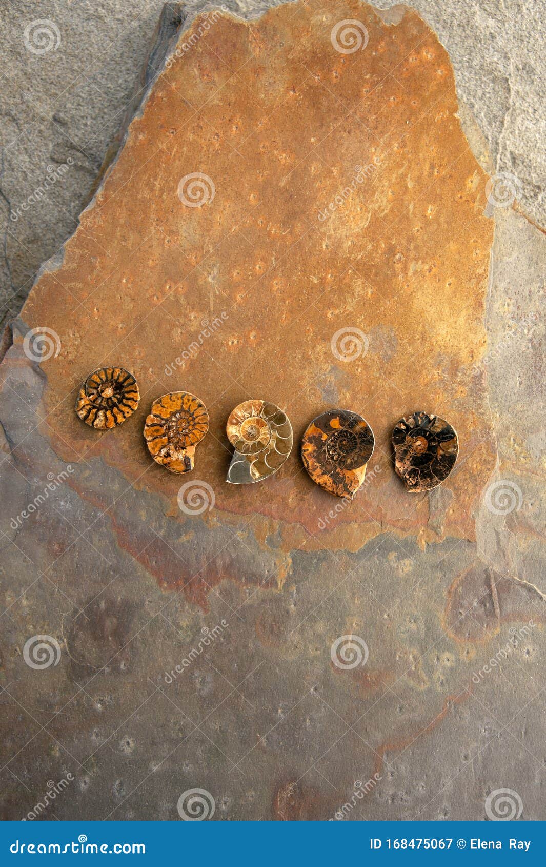 Fossil Ammonite Nautilus stock image. Image of awakening - 168475067