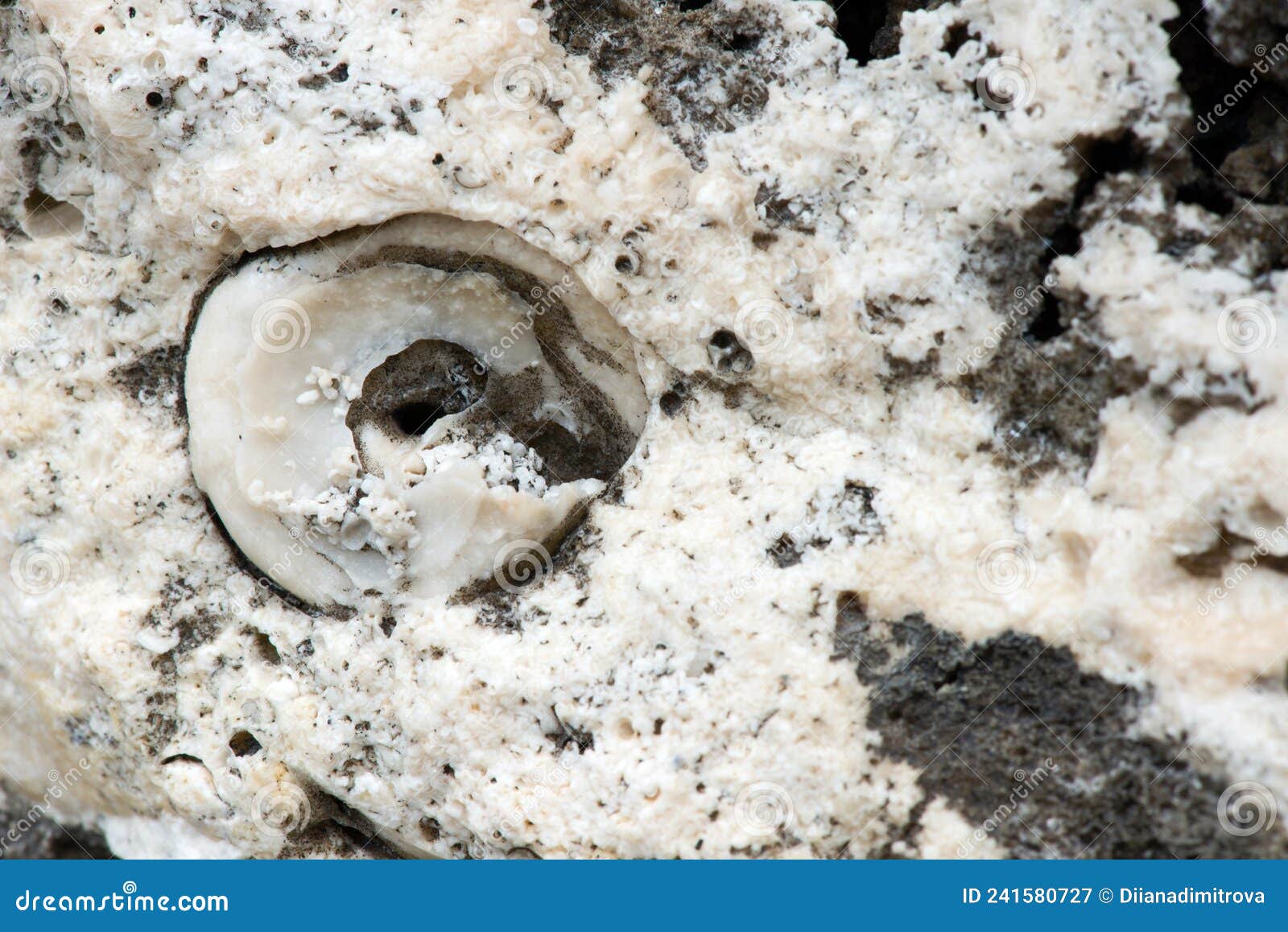 Fossil Ammonites and Shells in a Natural Limestone Slab Stock Image ...