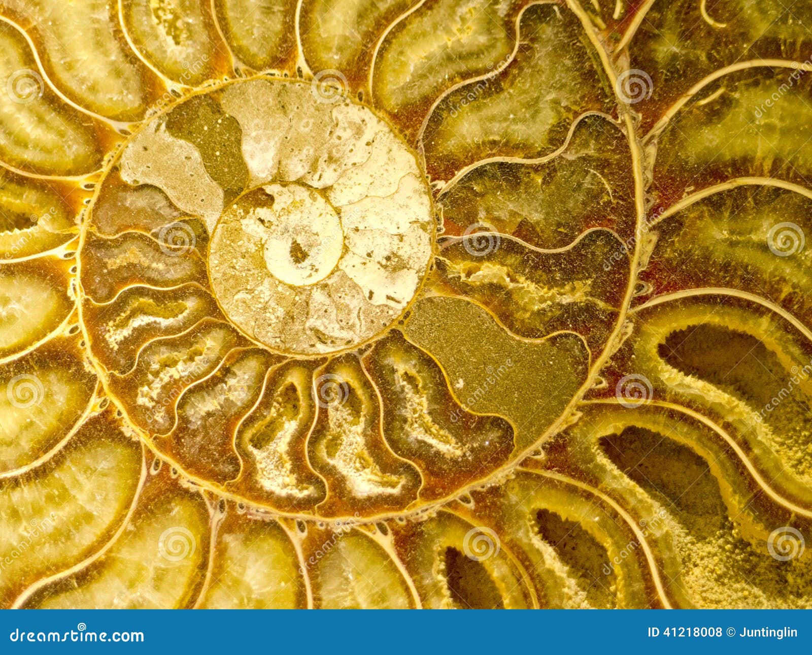 Fossil of Ammonoidea stock photo. Image of ammonites - 41218008