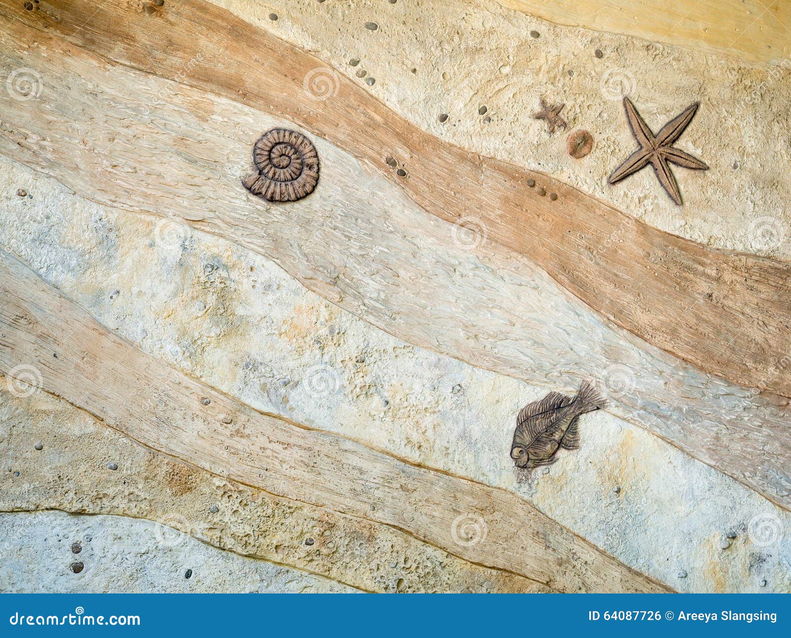 Fossil of the Ancient Animal in the Dinosaur Period Stock Photo - Image ...