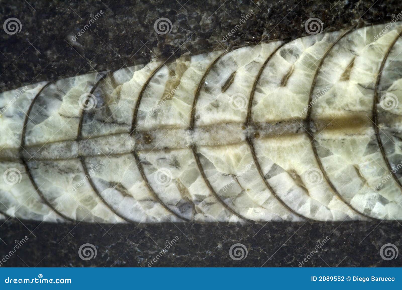 Fossil Of Ancient Cephalopod Picture. Image: 2089552