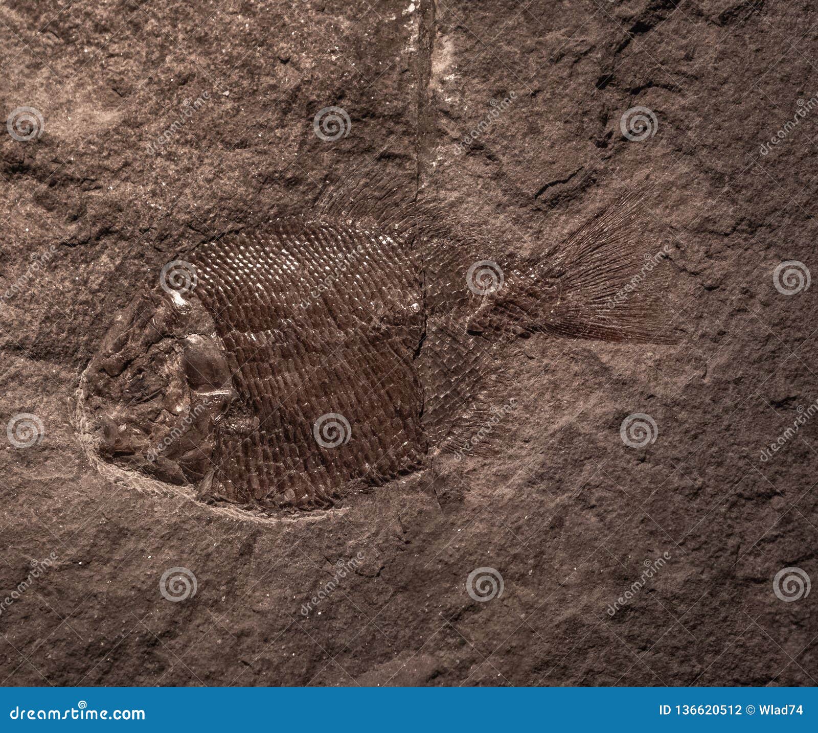 The Fossil of Ancient Fish in a Rock Stock Photo - Image of pleistocene ...