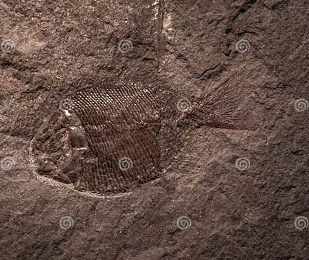 The Fossil of Ancient Fish in a Rock Stock Photo - Image of pleistocene ...