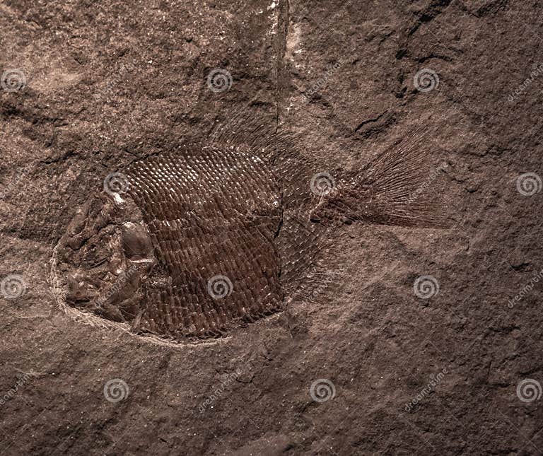 The Fossil of Ancient Fish in a Rock Stock Photo - Image of pleistocene ...
