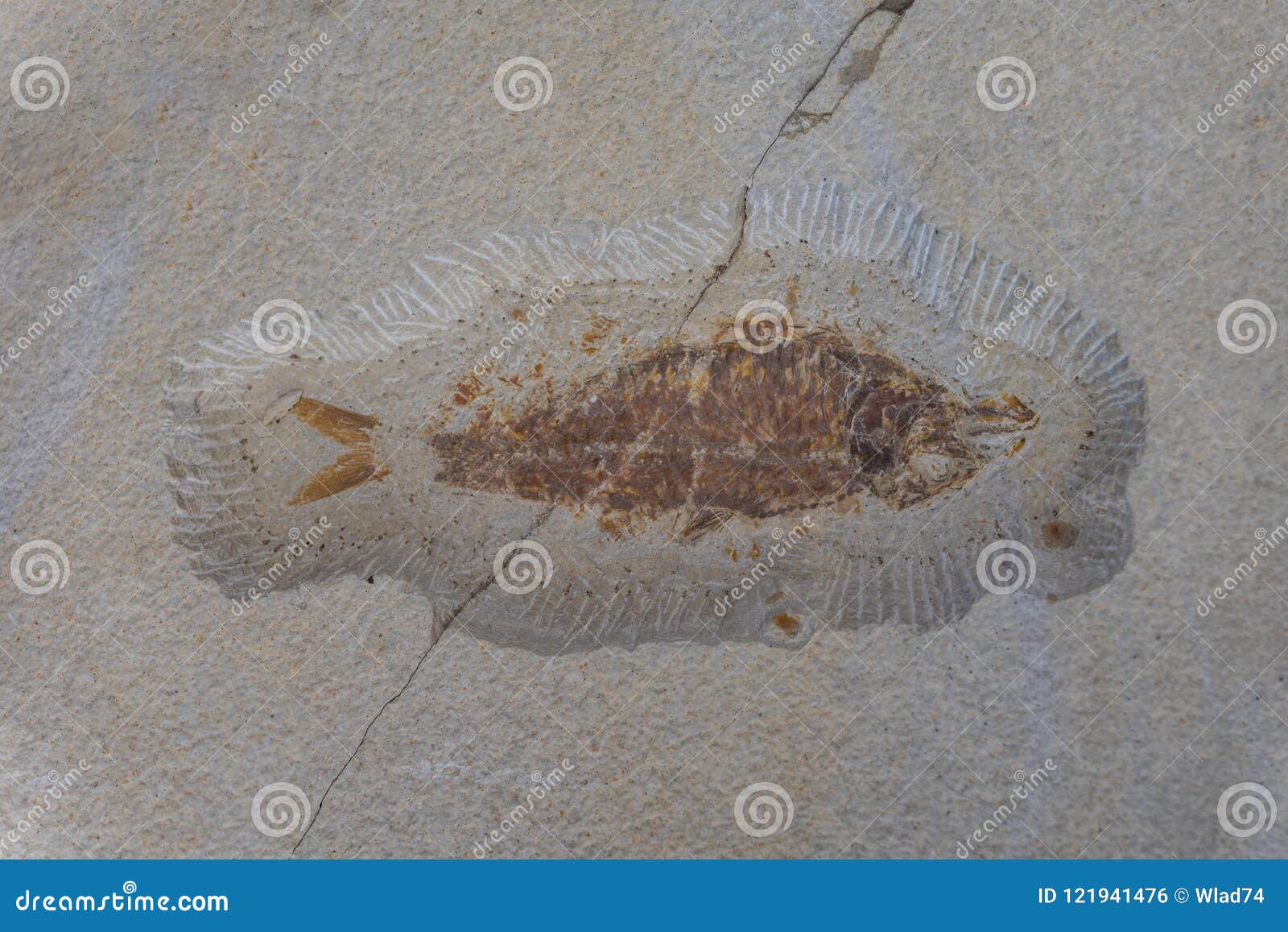 The Fossil of Ancient Fish in a Rock Stock Photo - Image of devonian ...