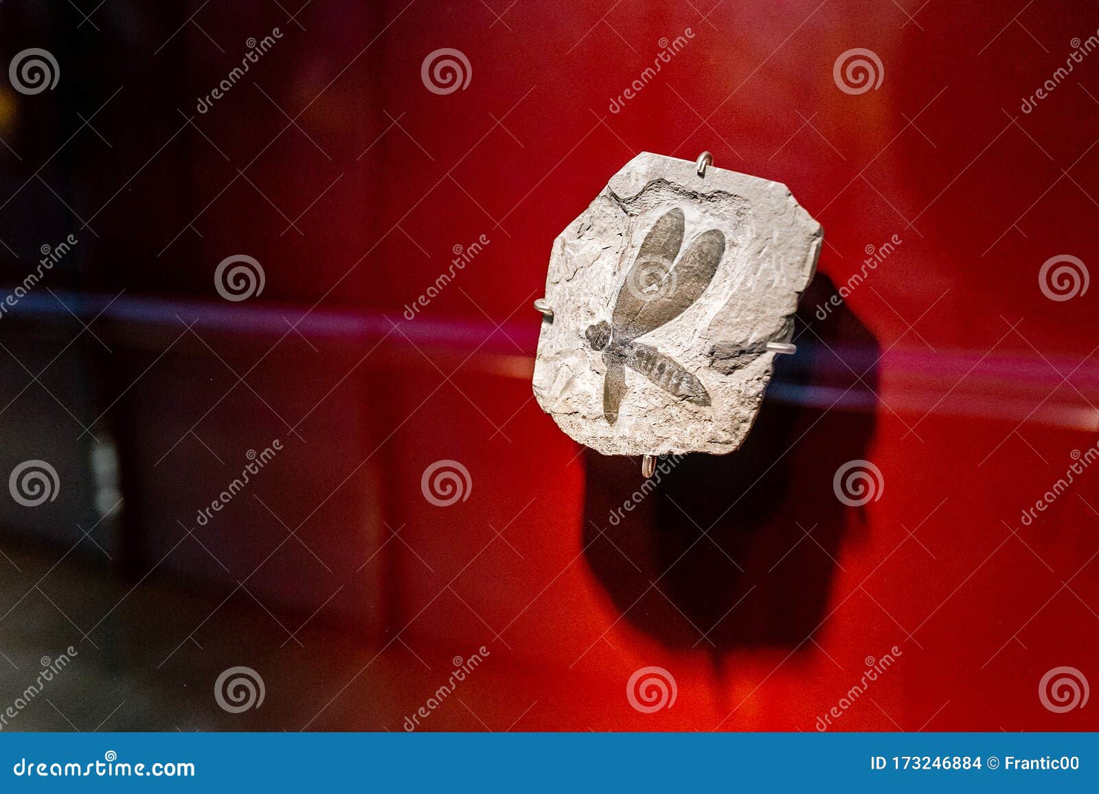 Fossil of Ancient Prehistoric Insect Editorial Stock Image - Image of ...