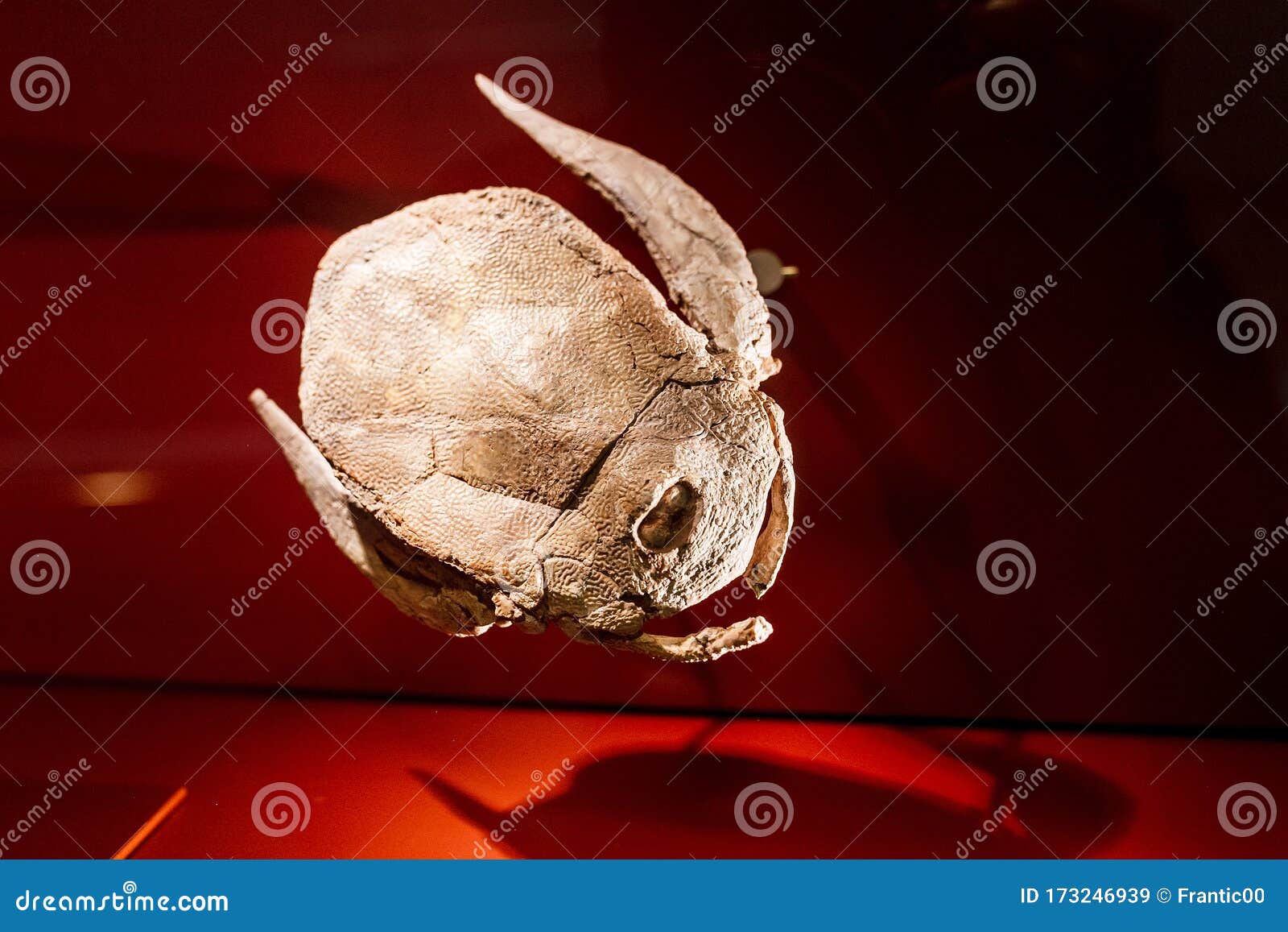 Prehistoric Insect Fossils