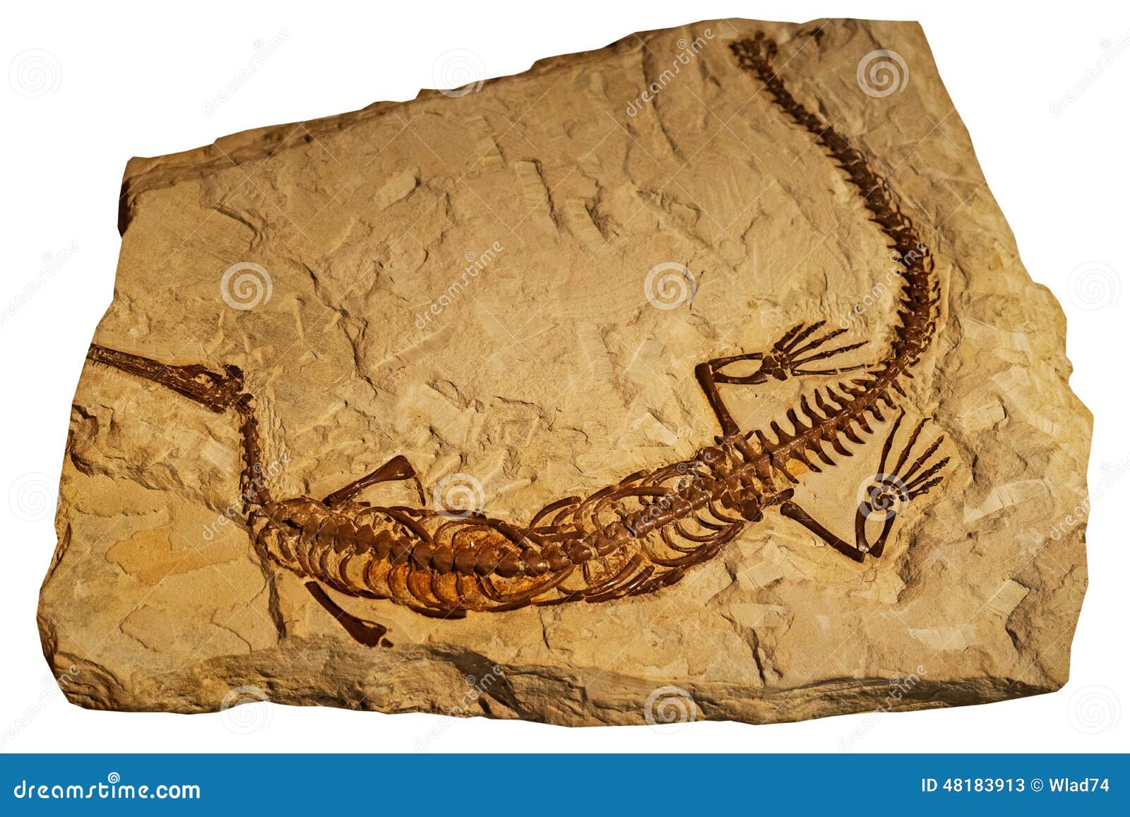 Fossil of Ancient Reptile in Rock Stock Image - Image of pattern ...
