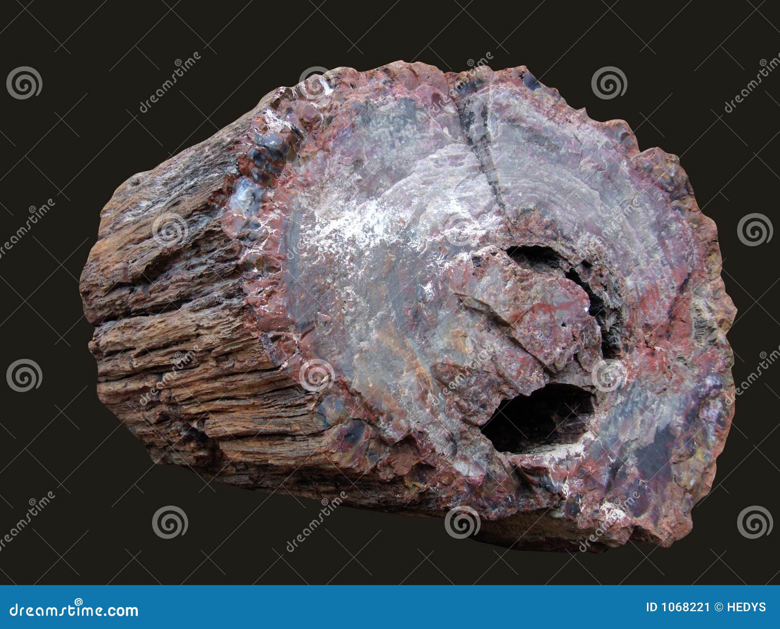 Fossil of Ancient Tree stock image. Image of trunk, hystoric - 1068221