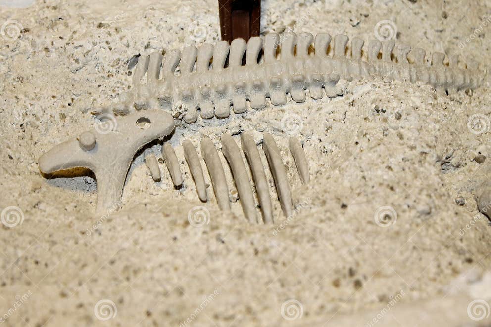 Fossil stock photo. Image of detector, culture, discover - 92615342