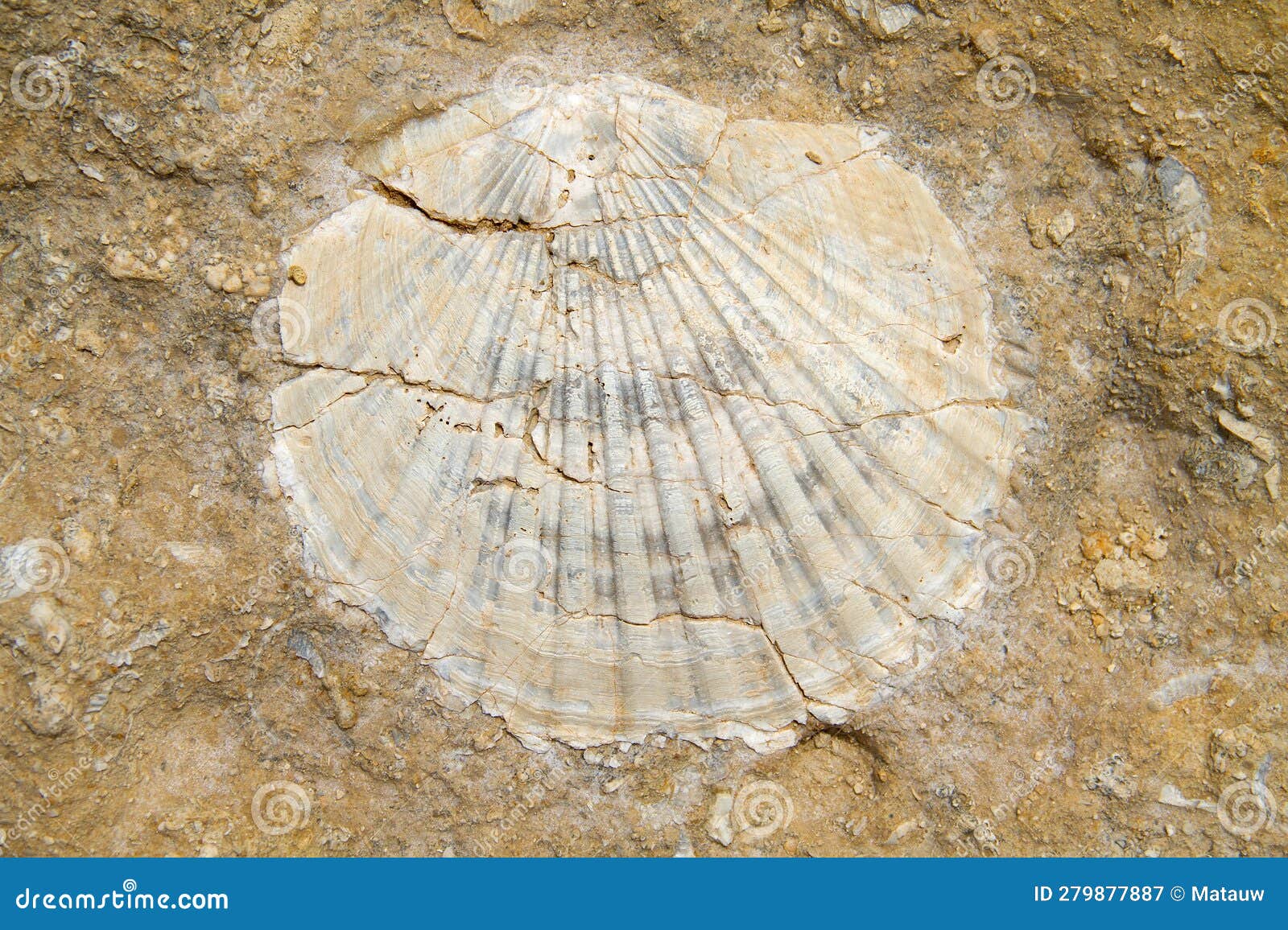 Fossil shell in limestone stock image. Image of stone - 279877887