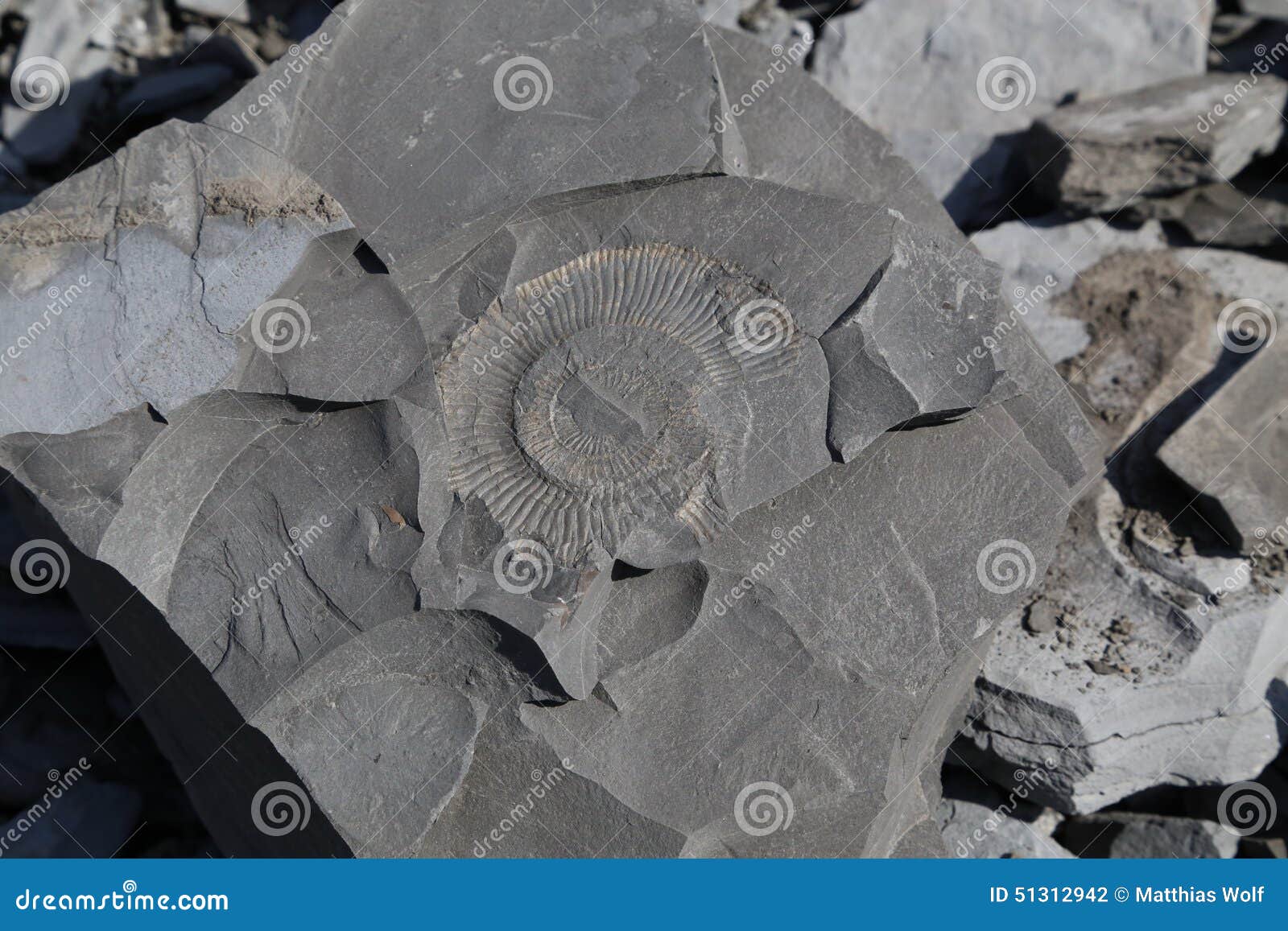 Fossil stock photo. Image of genesis, excavate, ancient - 51312942